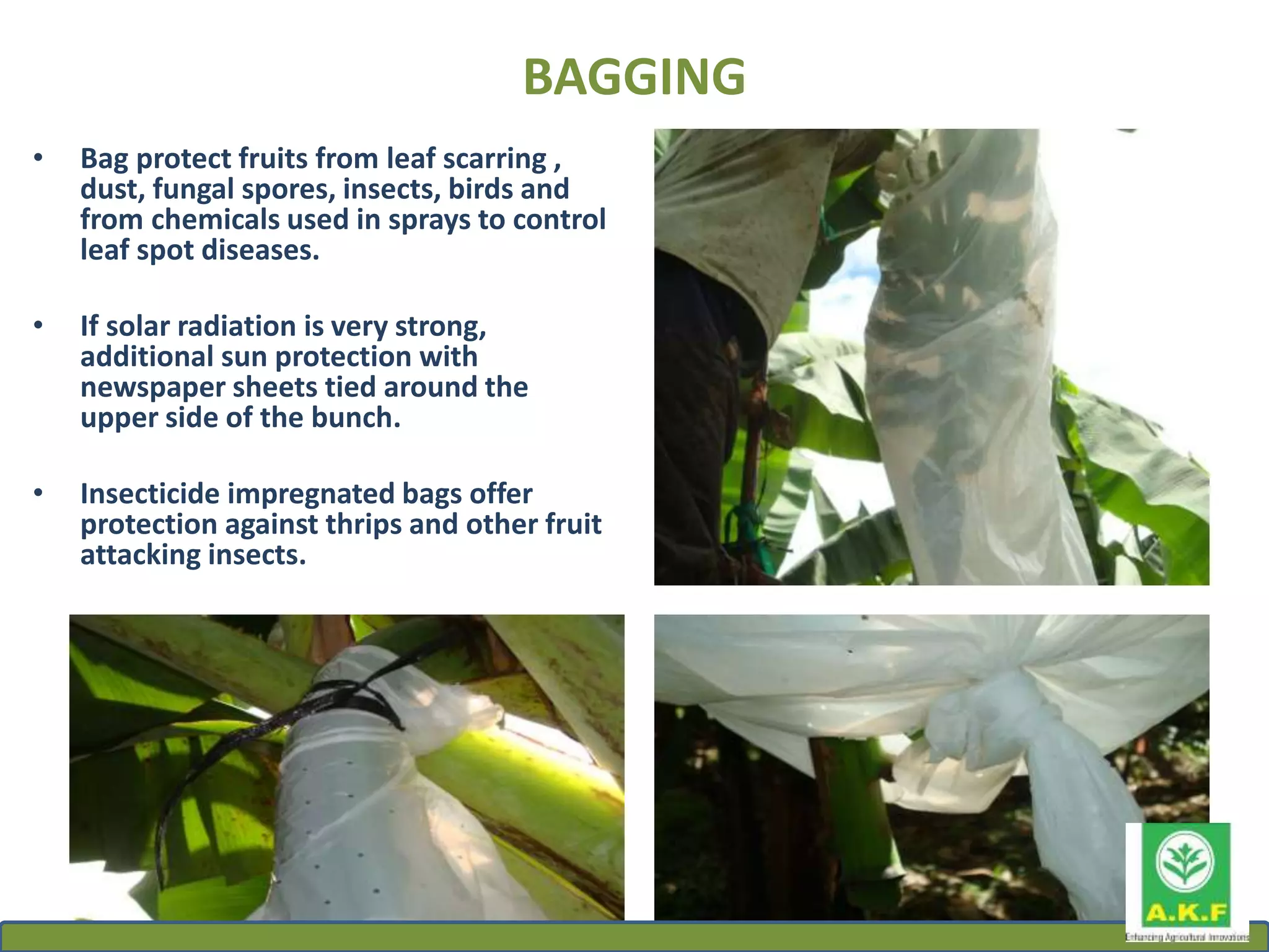 Post harvest management in banana | PPTX