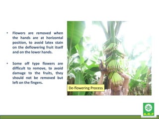 Post harvest management in banana | PPTX