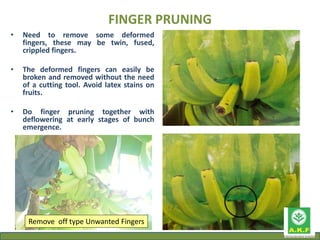 Post harvest management in banana | PPTX