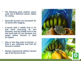 Post harvest management in banana | PPTX
