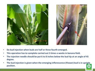 Post harvest management in banana | PPTX