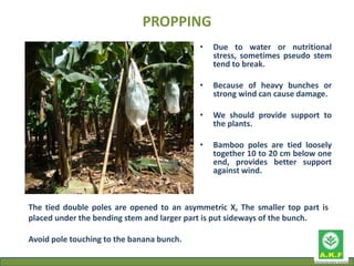 Post harvest management in banana | PPTX