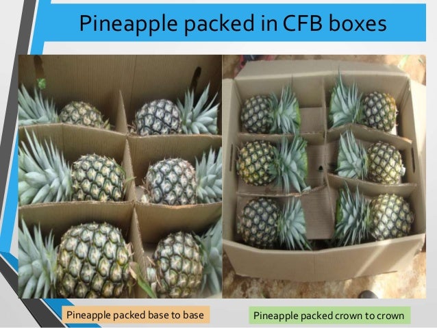 Post harvest management of pineapple