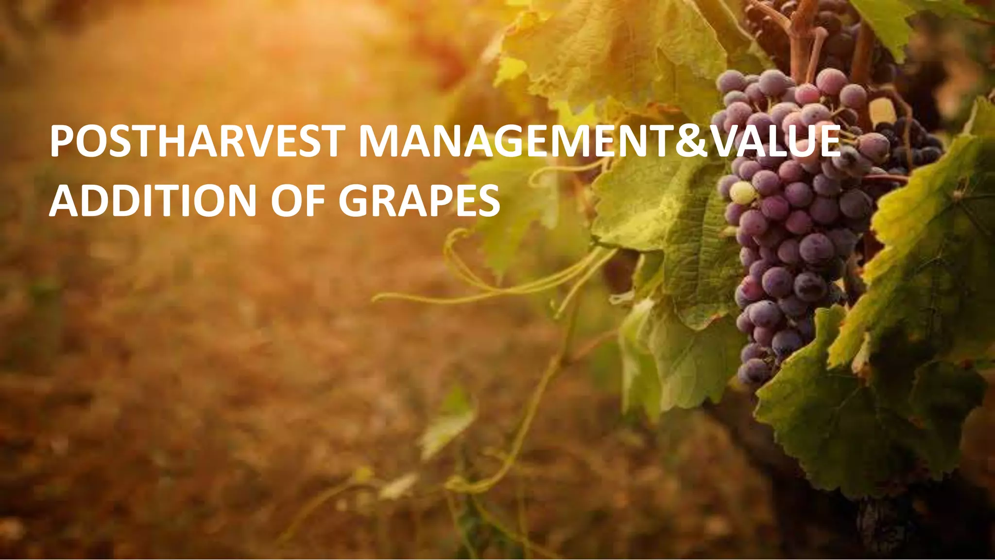 Post Harvest Managment Of Grapes Pptx
