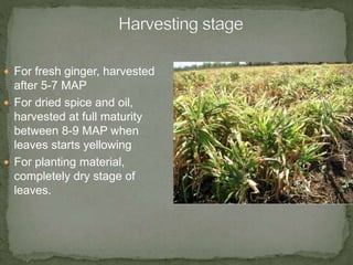 Post harvest management of ginger and turmeric | PPT