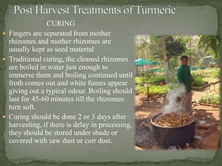Post harvest management of ginger and turmeric | PPT