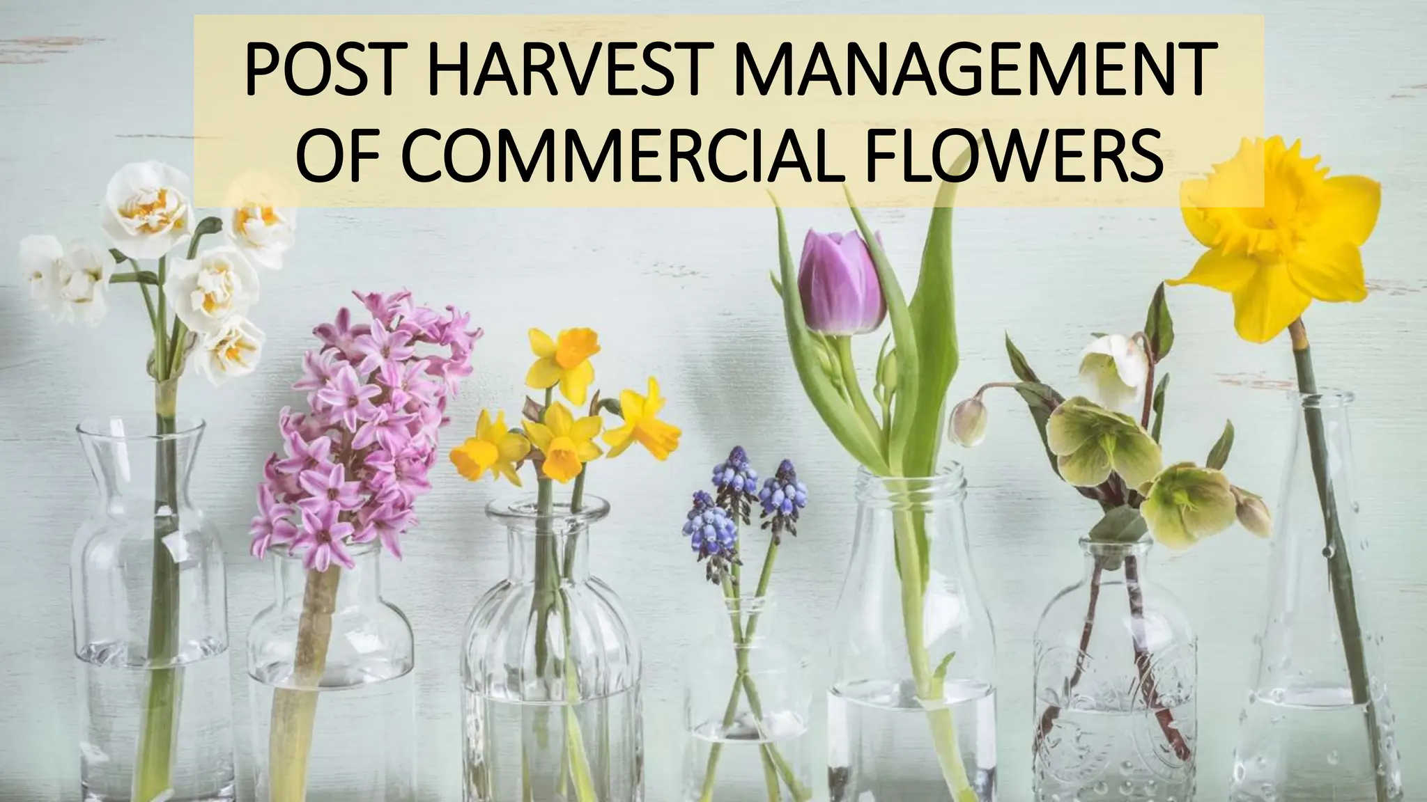 Post harvest Management of commercial flowers.pptx