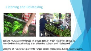 Postharvest presentation.pptx