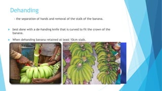Postharvest presentation.pptx