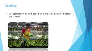 Postharvest presentation.pptx