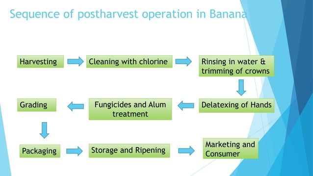 Postharvest presentation.pptx | Gardening | Home & Garden