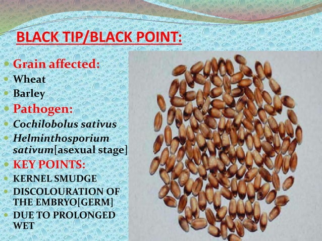Post harvest spoilage of grains during storage and their management by ...