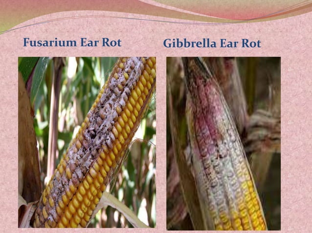 Post harvest spoilage of grains during storage and their management by ...