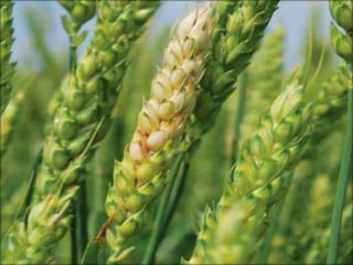 Post harvest spoilage of grains during storage and their management by ...