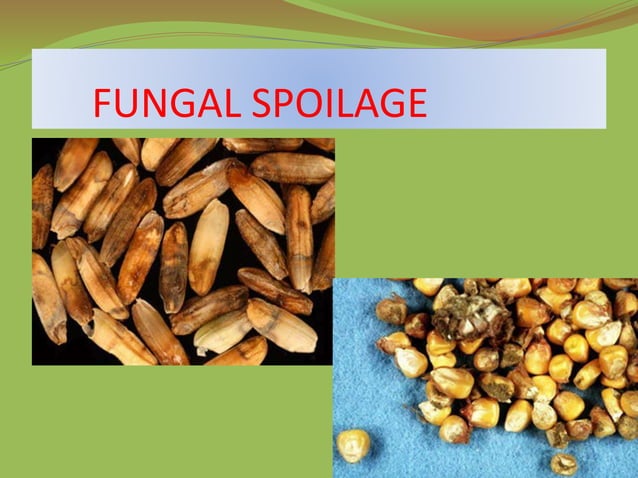 Post harvest spoilage of grains during storage and their management by ...