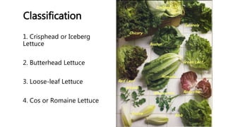 Lettuce | PPTX