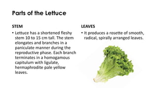 Post-Harvest Technology - Lettuce | PPTX