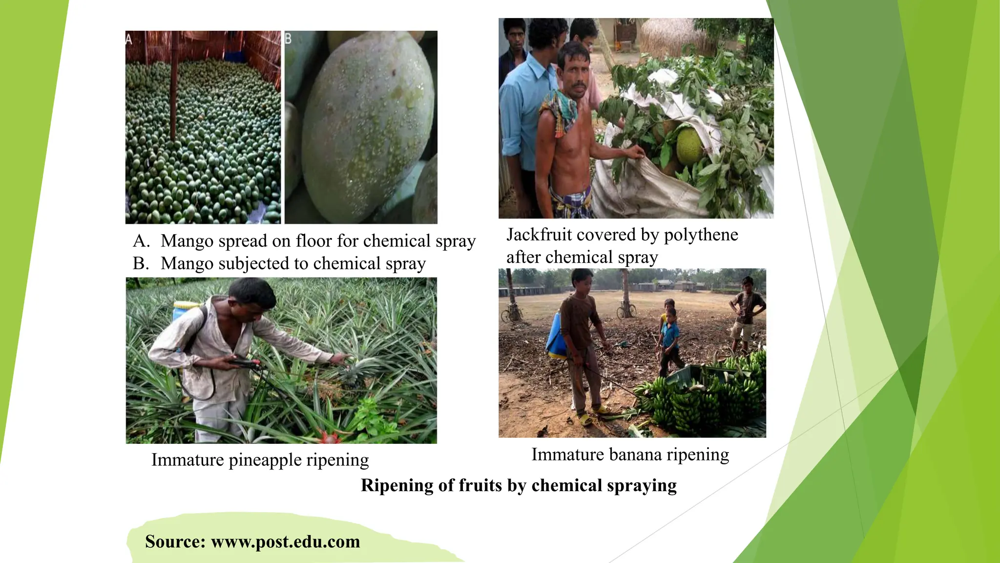 Postharvest technology and manageent.ppt