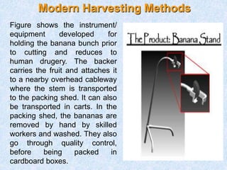 Post harvest technology of banana with special reference to bunch ...