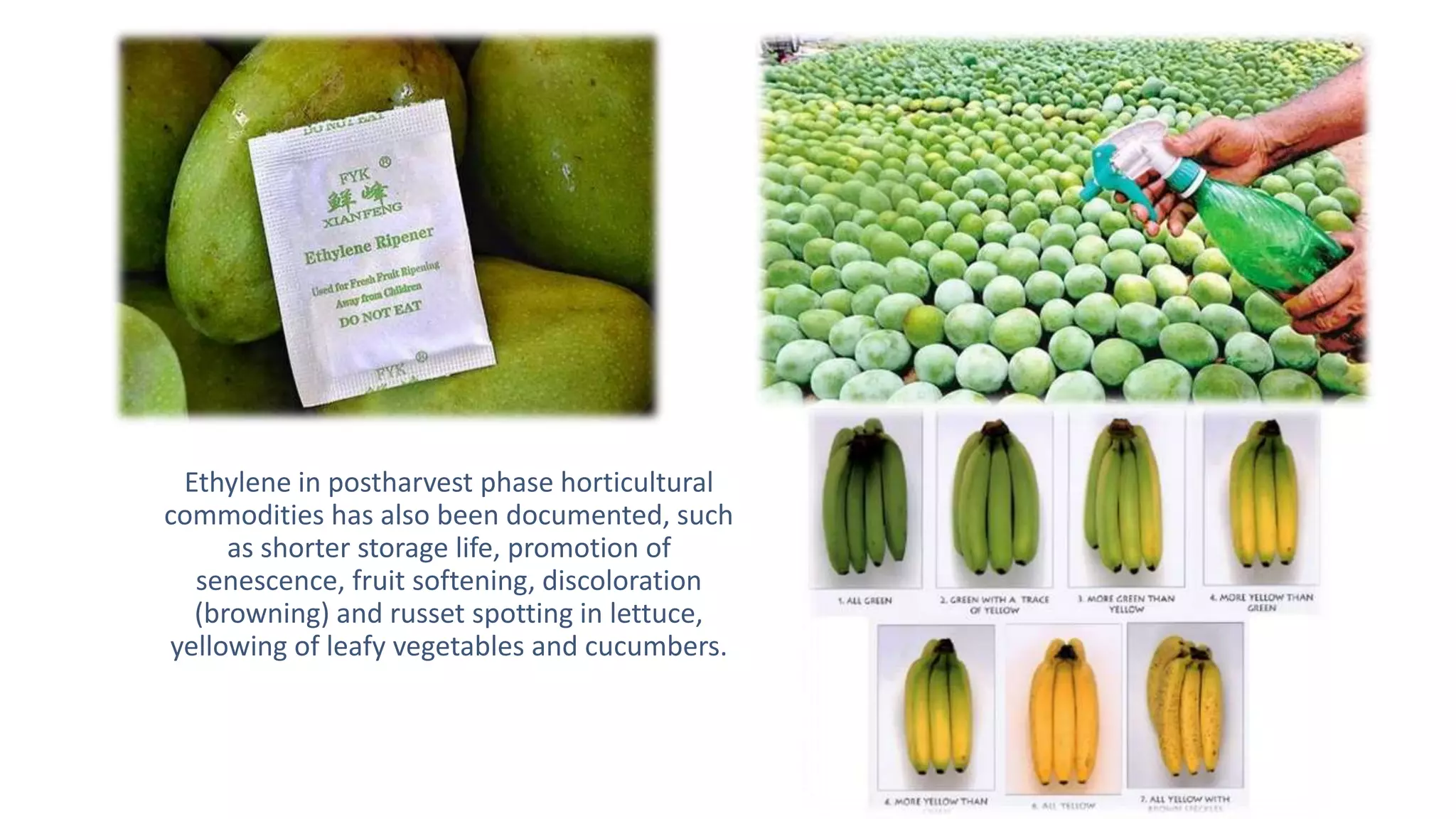 Post harvest treatment | PPTX