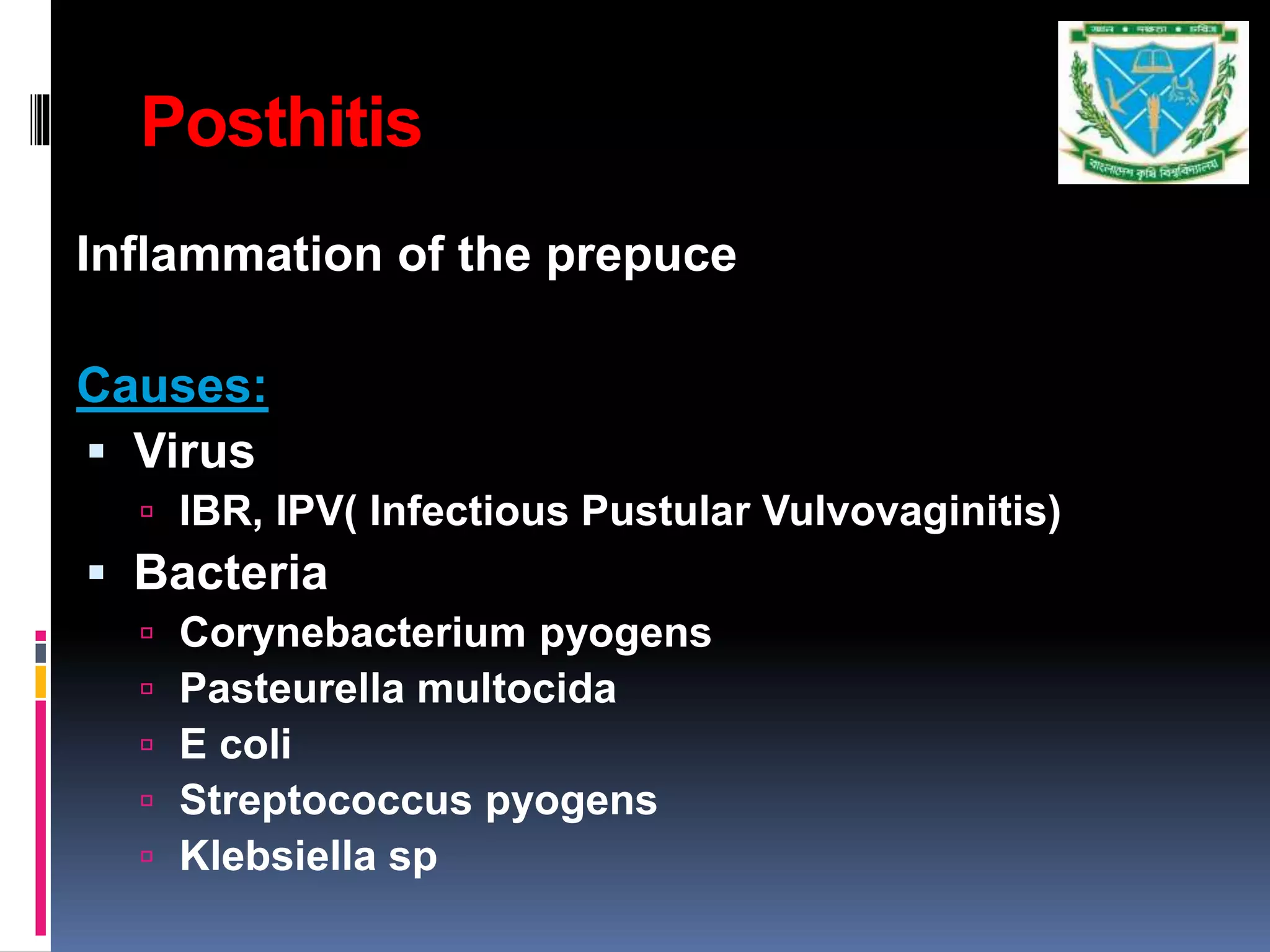 Posthitis in bull | PPTX