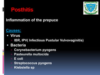 Posthitis in bull | PPTX | Veterinary Medicine | Pets