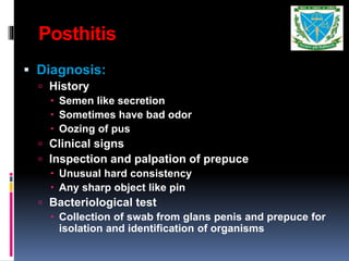 Posthitis in bull | PPTX | Veterinary Medicine | Pets
