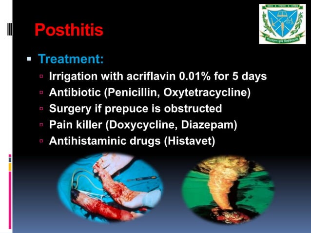 Posthitis in bull | PPT