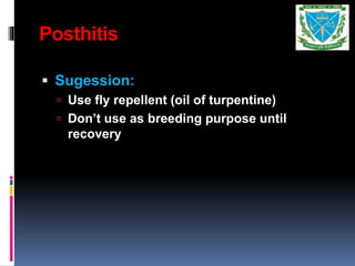 Posthitis in bull | PPTX | Veterinary Medicine | Pets