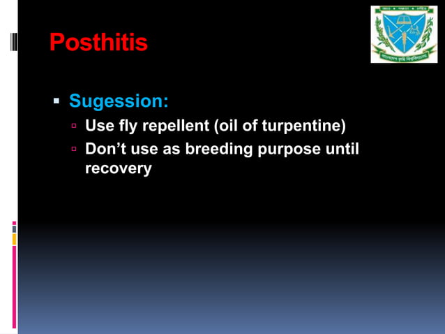 Posthitis in bull | PPTX