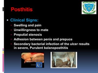 Posthitis in bull | PPT