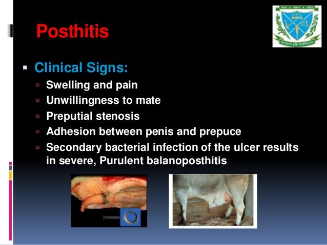 Posthitis in bull