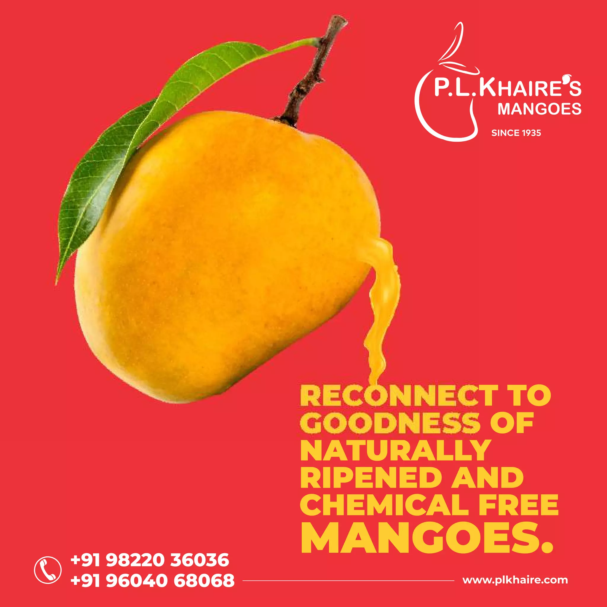 PL Khaire Alphonso Mangoes campaign | PDF | Agriculture | Industries
