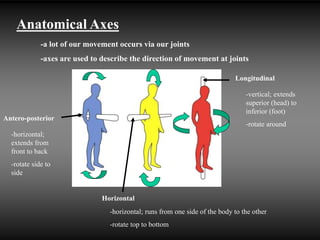 Anatomical Postion and plane (Biomechanics) | PPT