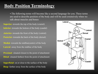 Anatomical Postion and plane (Biomechanics) | PPT