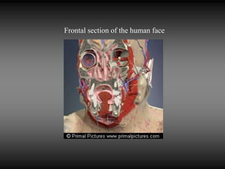 Anatomical Postion and plane (Biomechanics) | PPT