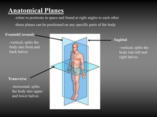 Anatomical Postion and plane (Biomechanics) | PPT