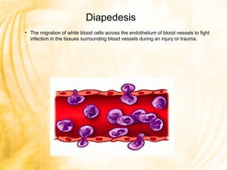 Diapedesis Animation