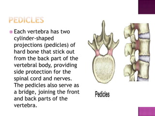 Post lab vertebrae | PPTX
