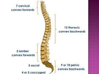 Concave Vs Convex Spine