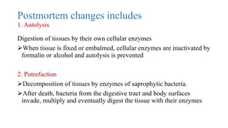 Postmortem changes | PDF