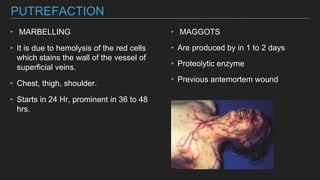 Postmortem changes .pptx