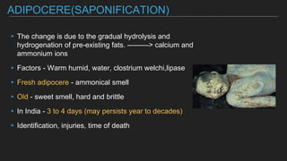 Postmortem changes .pptx