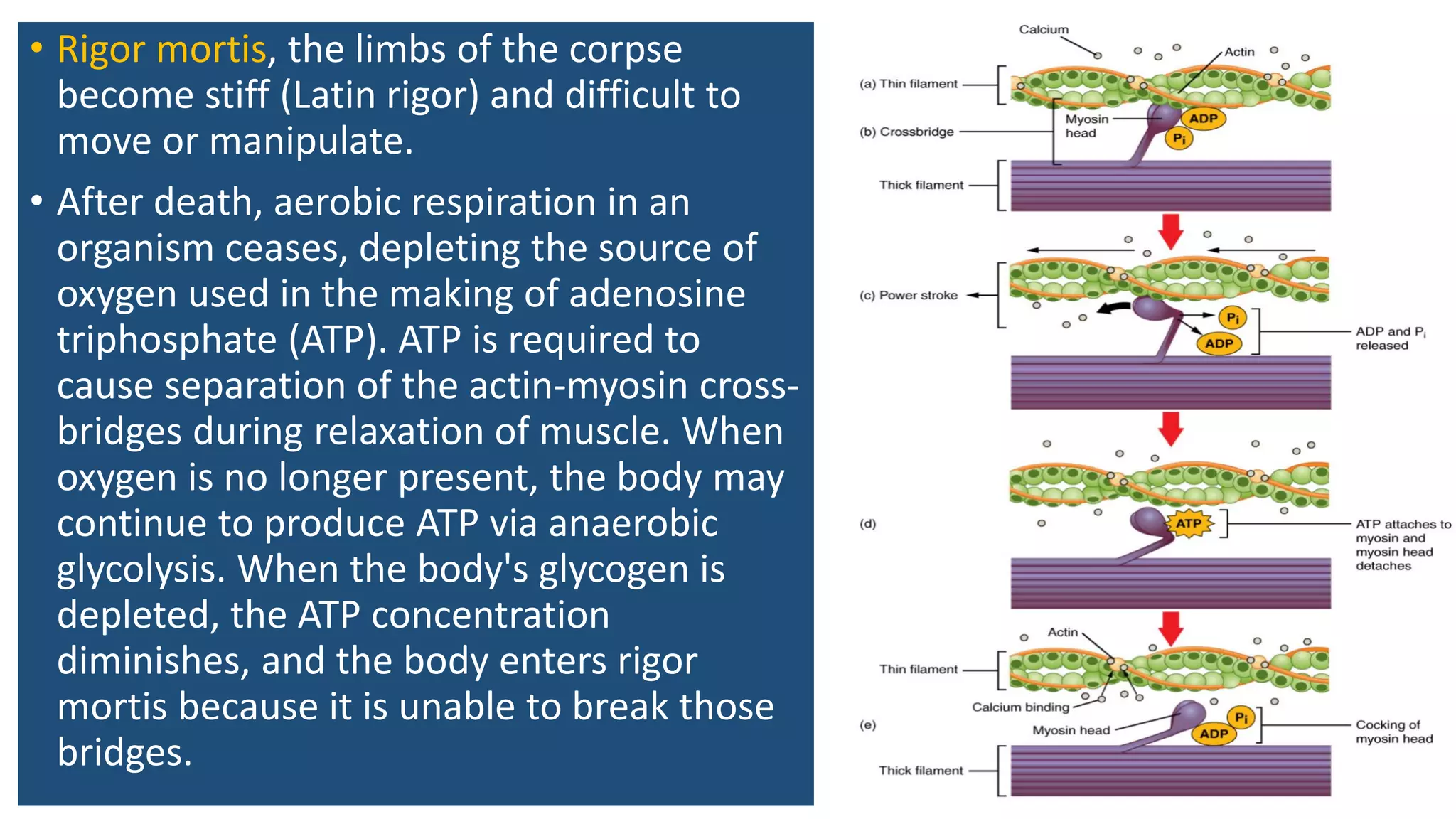 Death and Postmortem Changes | PDF