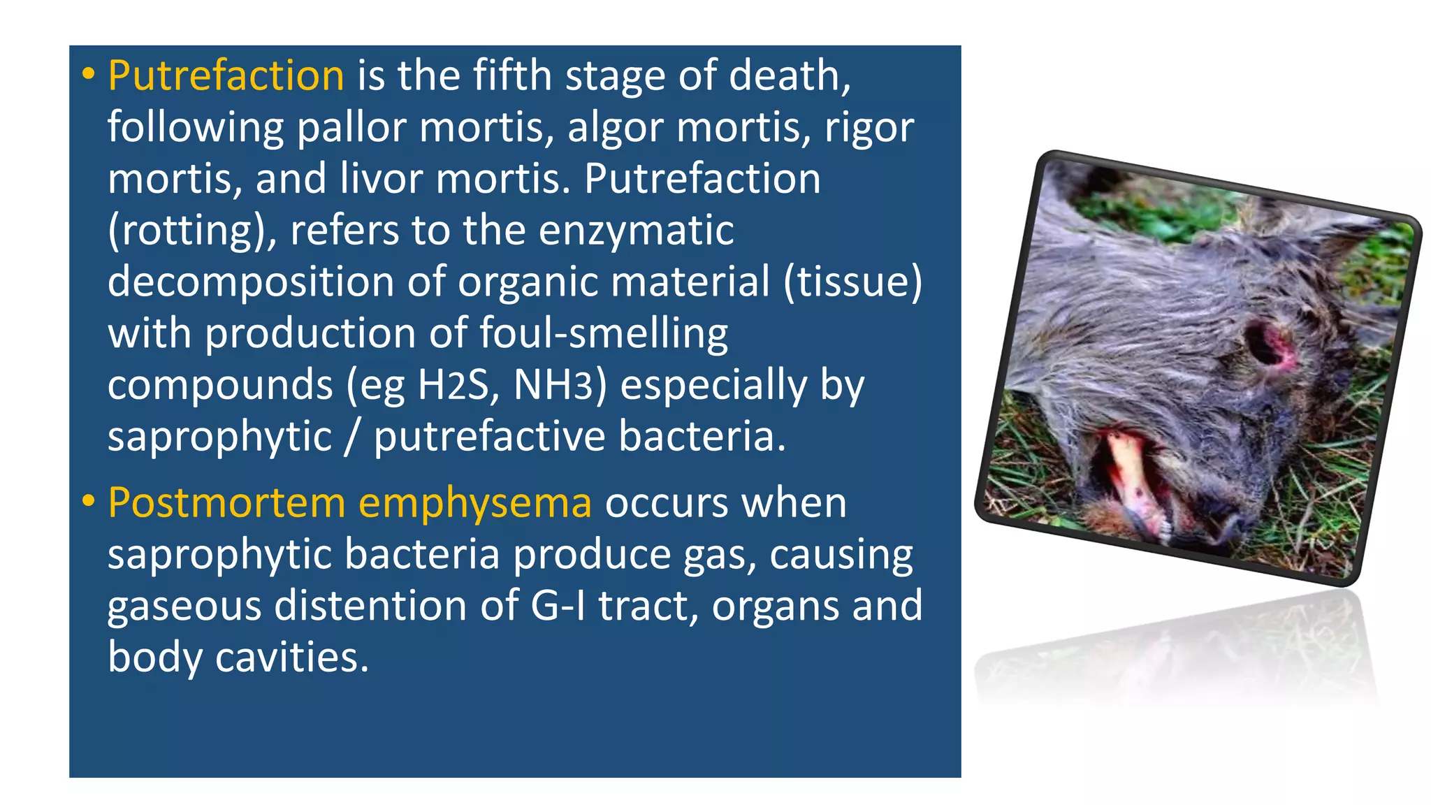 Death and Postmortem Changes | PDF