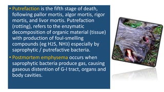 Death and Postmortem Changes | PDF | Death, Injury, or Military ...