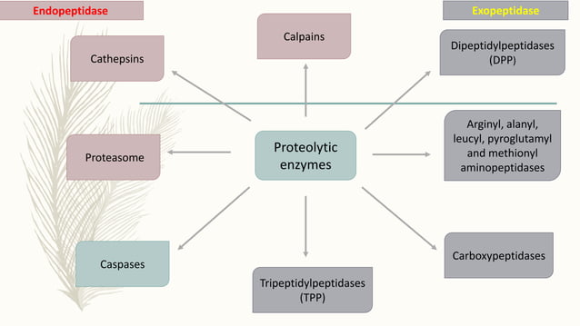 Post mortem changes in enzyme and protein | PPTX