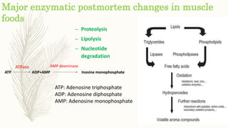 Post mortem changes in enzyme and protein | PPTX