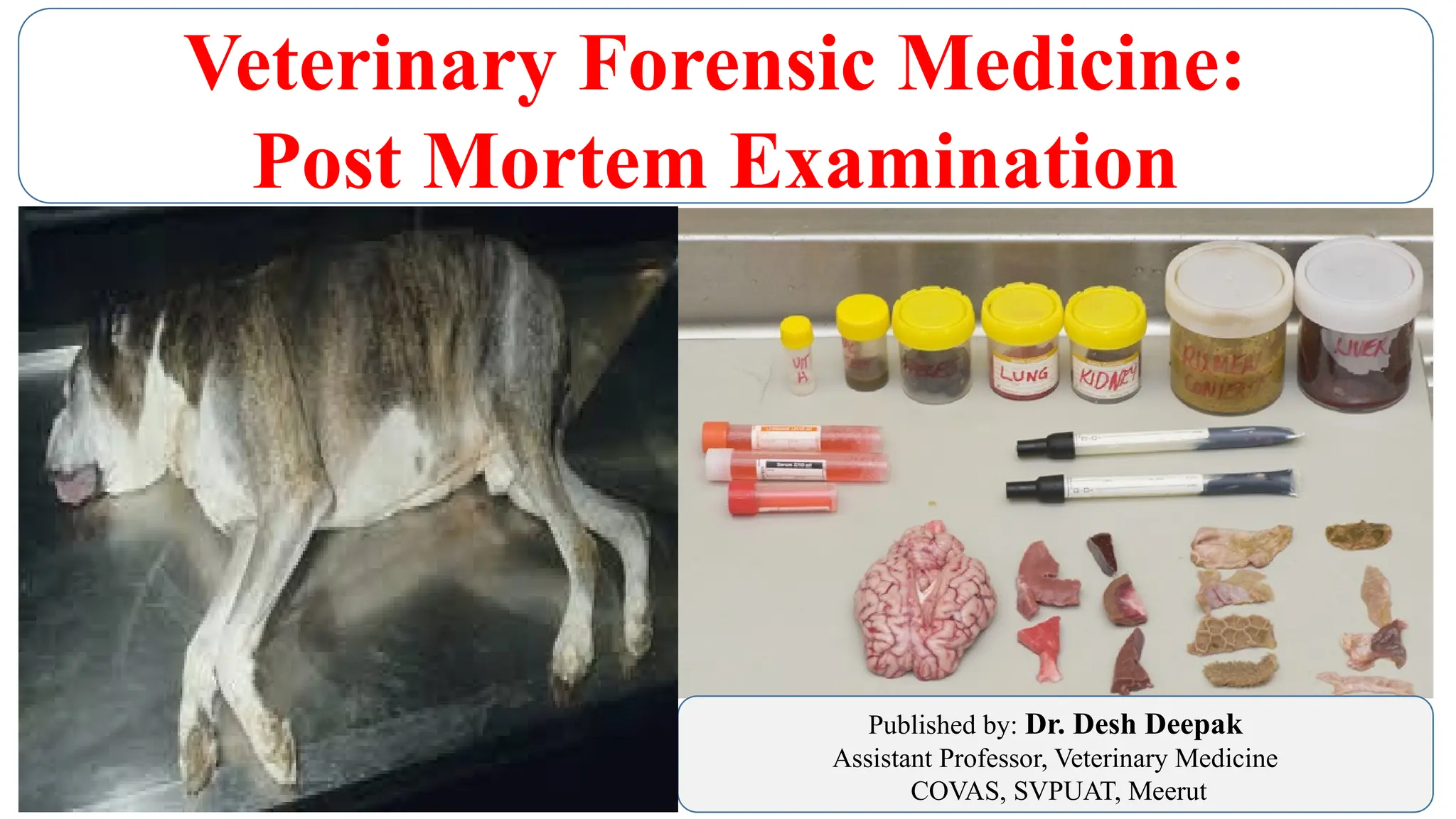 Post mortem Examination of animals and sample collection.pptx
