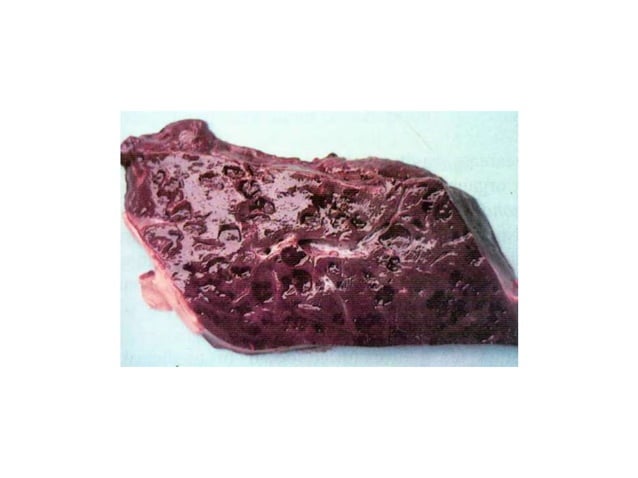 Post mortem inspection in animals | PPTX